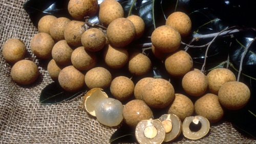 Plant Detail - Florida Fresh