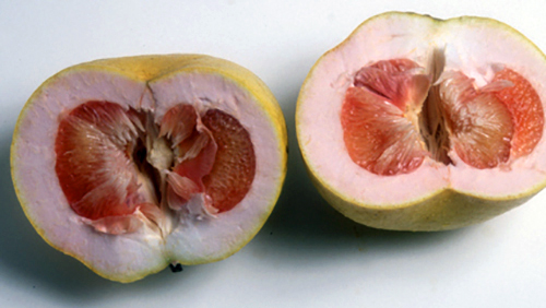 Plant Detail - Florida Fresh