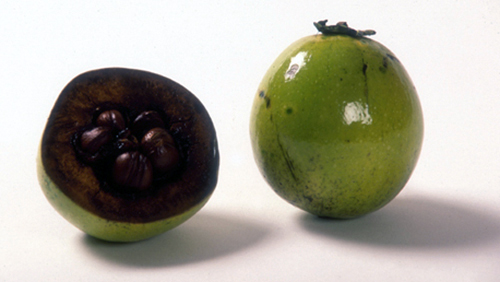 Plant Detail - Florida Fresh